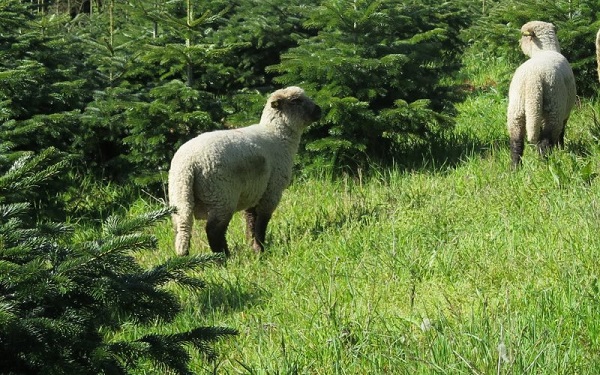 O Tannenbaum, wie grün bist Du?