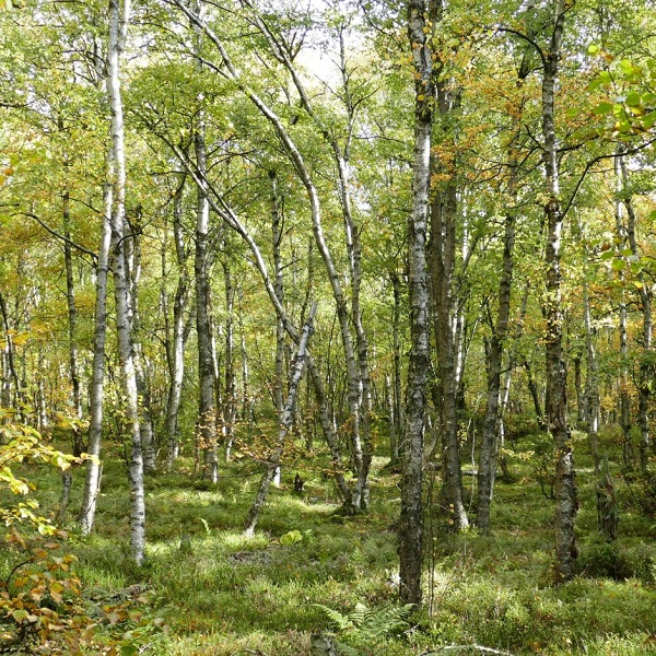 Die Moor-Birke – Baum des Jahres 2023