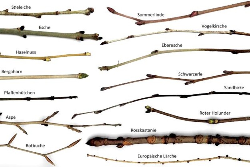 Knospen – winzige Kraftpakete