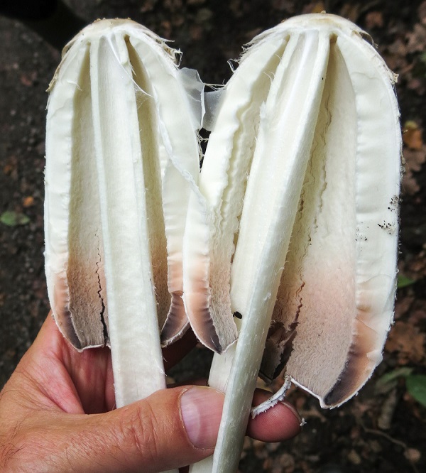 Pilz des Jahres 2024: der Schopf-Tintling